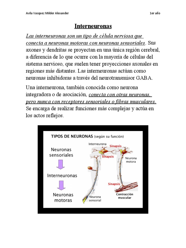 Interneuronas | PDF