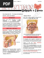 Anatomia e Função do Cólon e Reto | PDF | Colonoscopia | Anatomia