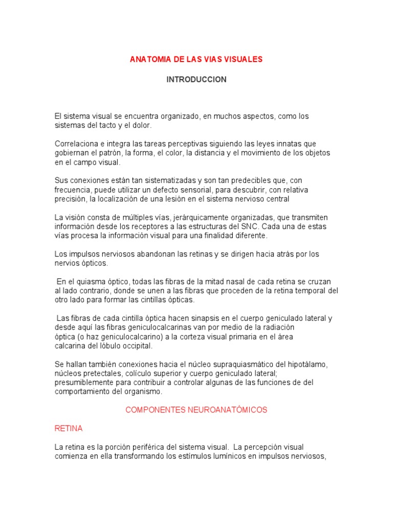 RESUMEN Vias Visuales | PDF | Percepción visual | Sistema visual