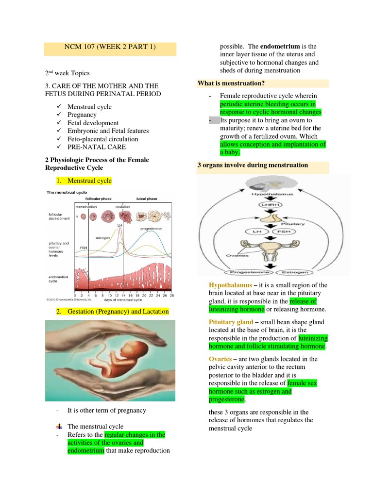 Care of The Mother and The Fetus During Perinatal Period | PDF ...