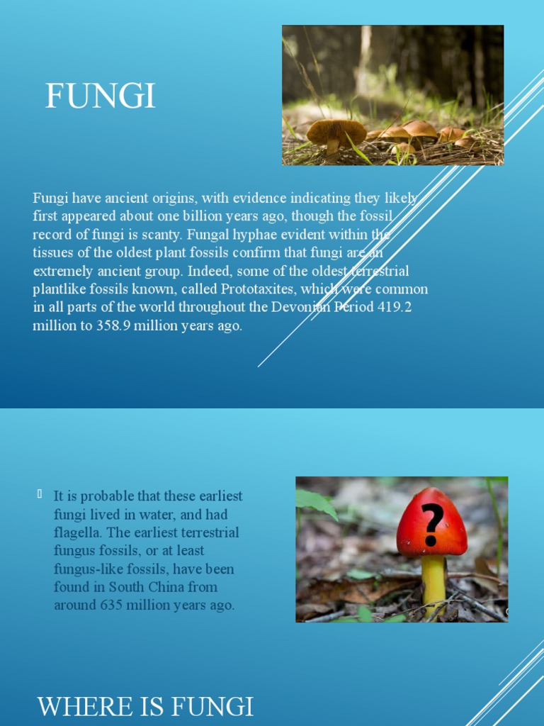Ancient Origins and Uses of Fungi | PDF