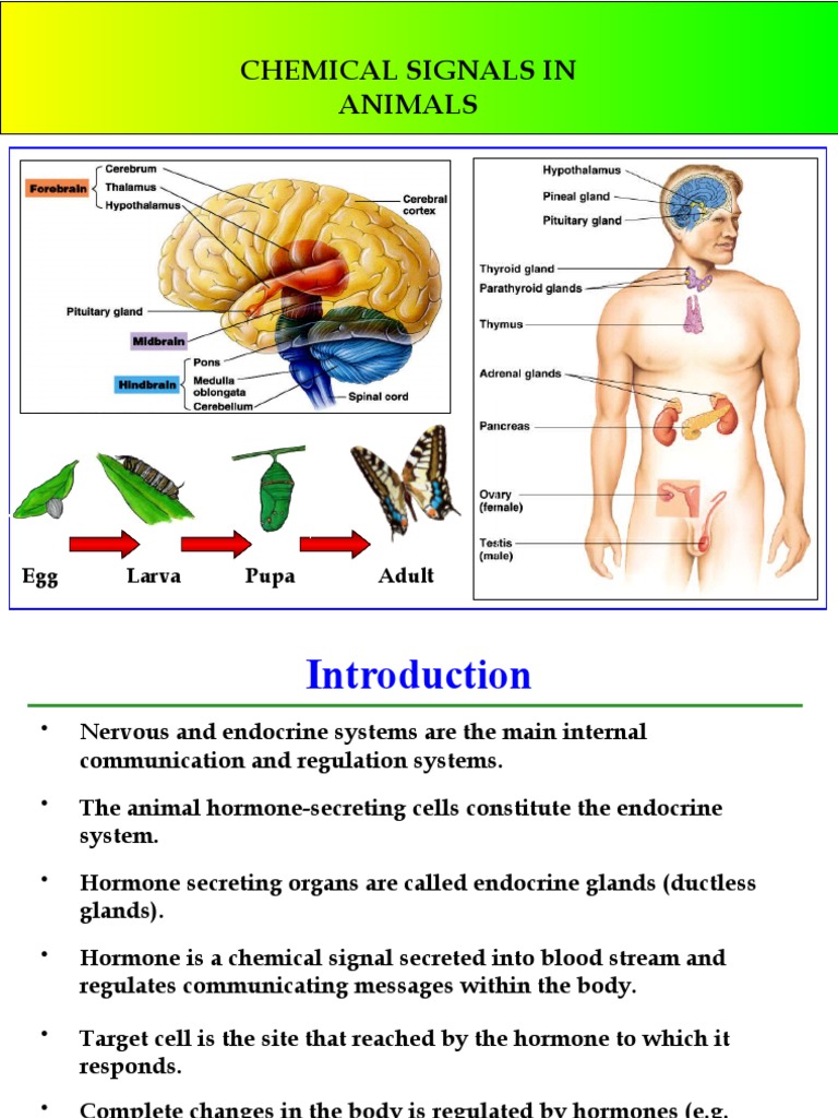 Chemical Signals in Animals: Egg Larva Pupa Adult | PDF | Adrenal Gland ...
