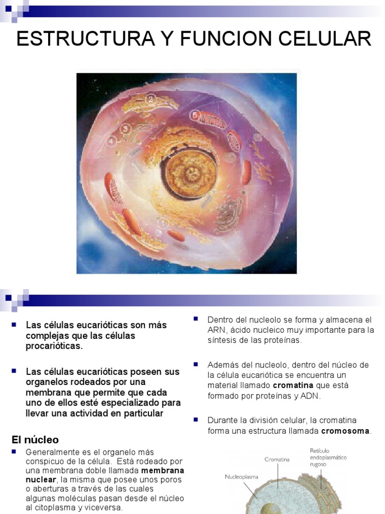 Estructura y Funcion Celular | PDF | Citoplasma | Biología Celular)