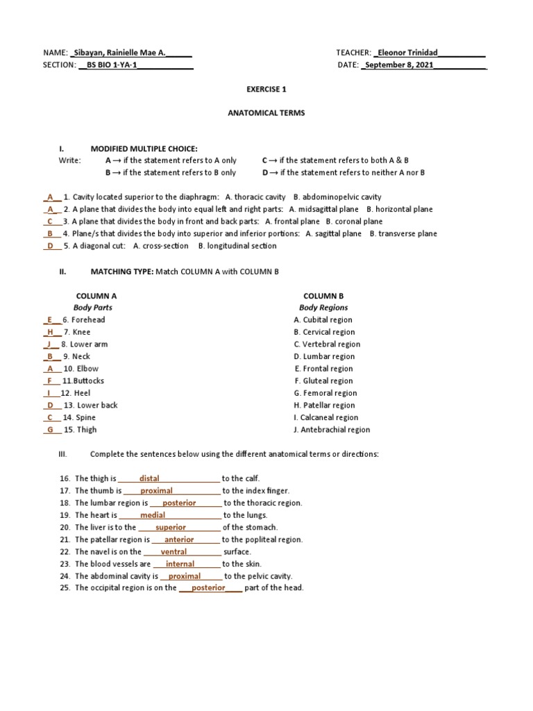 Exercise 1 Anatomical Terms | PDF | Vertebral Column | Anatomical Terms ...