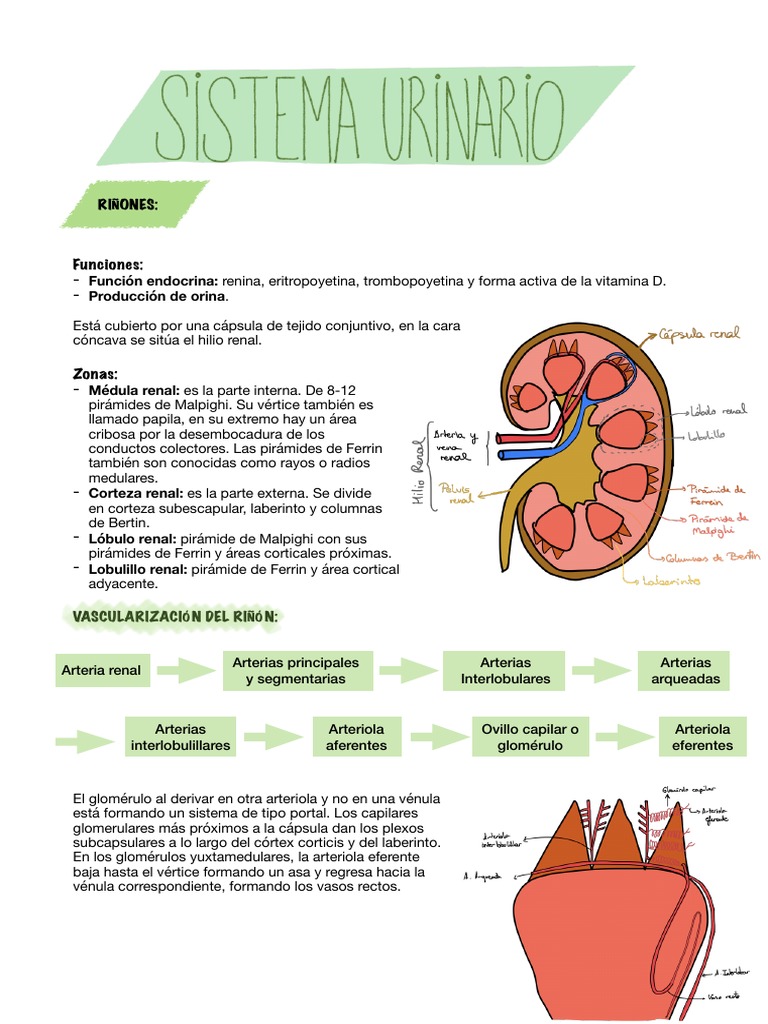Sistema Urinario. Resumen | PDF | Riñón | Sistema genitourinario