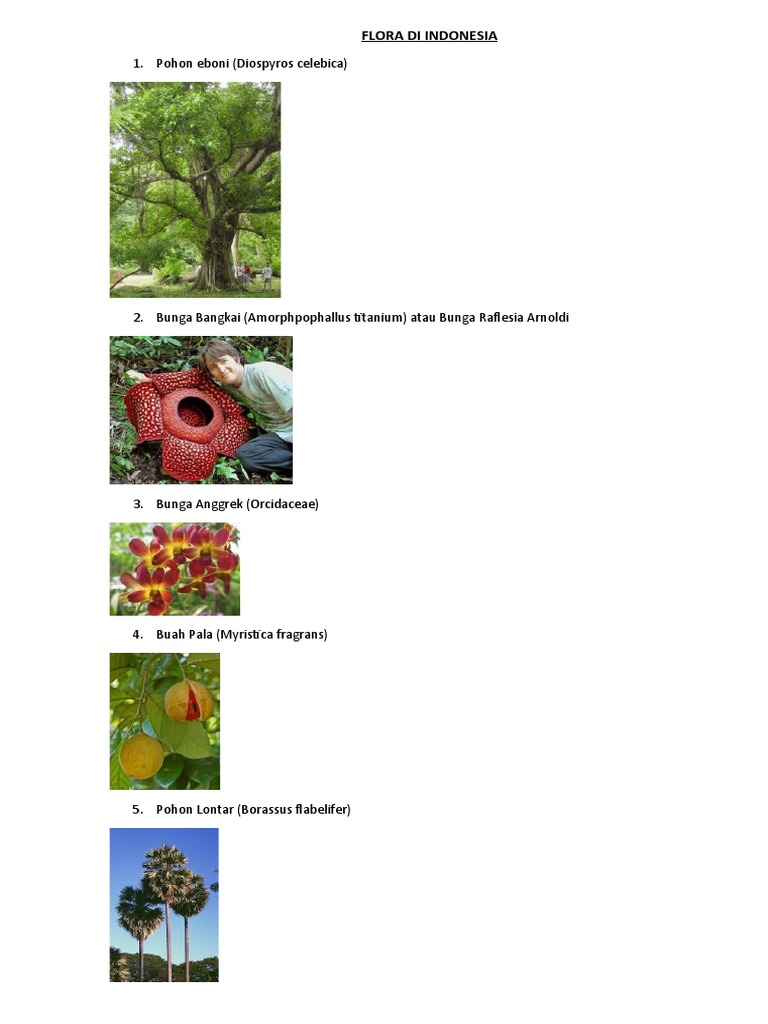 Pohon Eboni (Diospyros Celebica) : Flora Di Indonesia | PDF