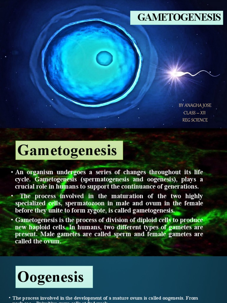 Gametogenesis: by Anagha Jose Class - Xii Reg Science | PDF | Sperm ...