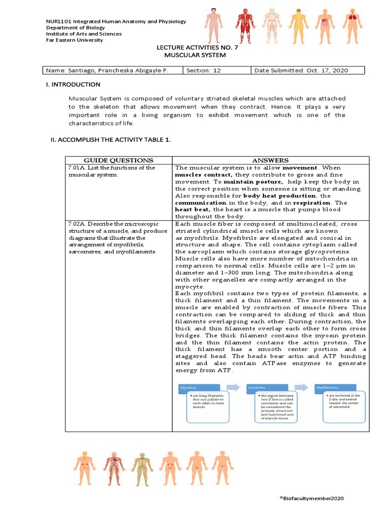 Guide Questions Answers: Muscles Contract, They Contribute To Gross and ...
