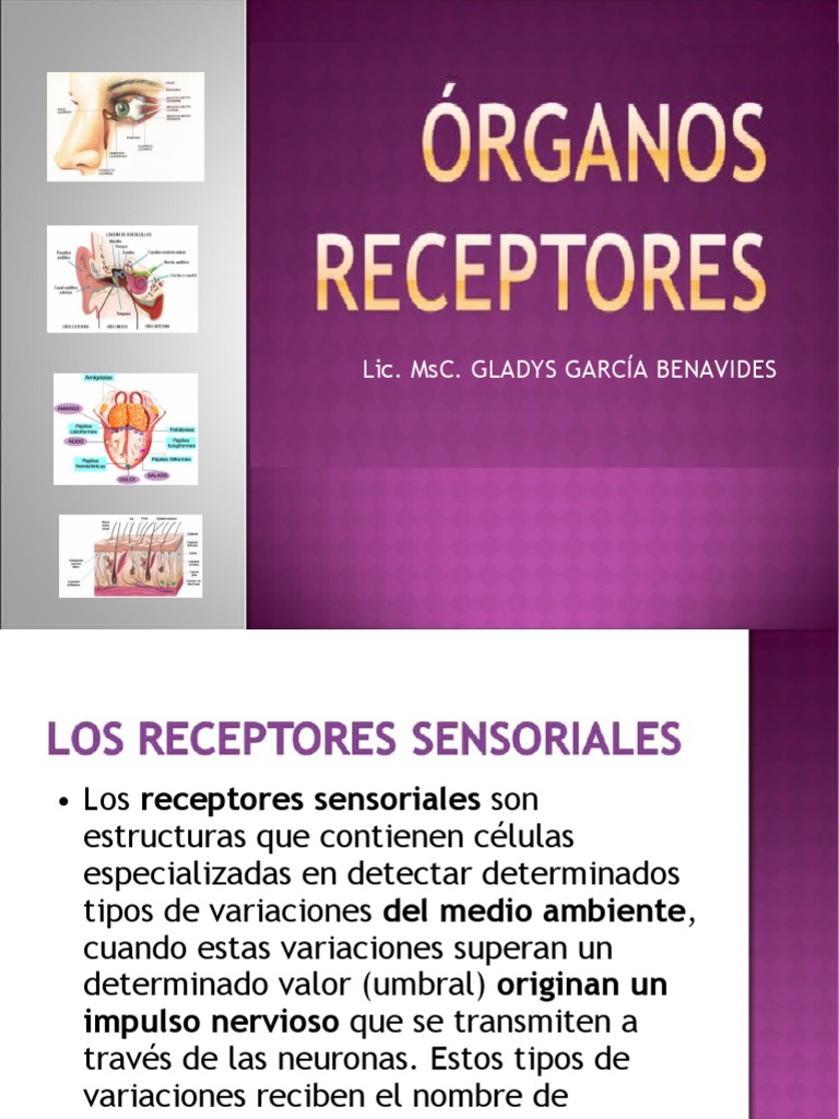 Tipos de Receptores Sensoriales y Sus Funciones | PDF | Oído | Gusto