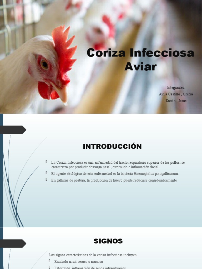 Coriza Infecciosa en Aves: Diagnóstico y Tratamiento | PDF | Biología ...