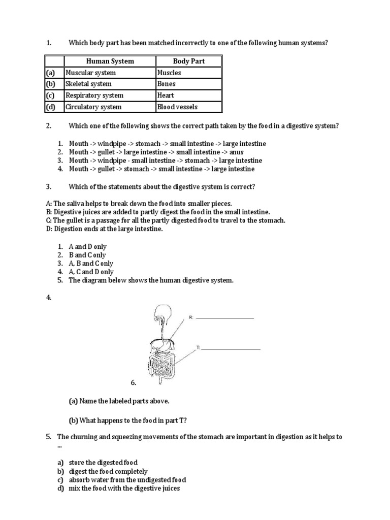 P4 SCIENCE - Digestive System | PDF | Digestion | Human Digestive System