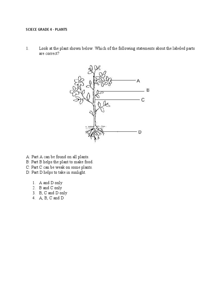 P4 SCIENCE - Plants | PDF | Plants | Seed