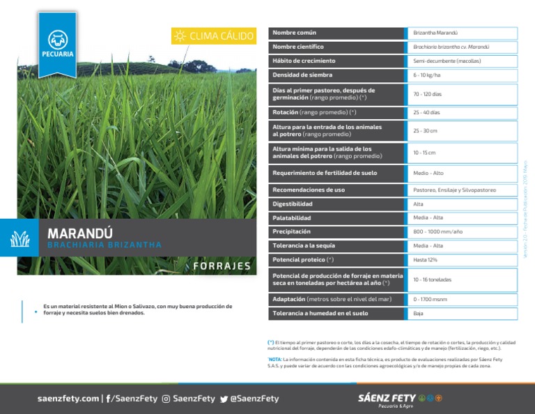 Pasto Brachiaria Brizantha Marandu | PDF | Plantas | Agricultura