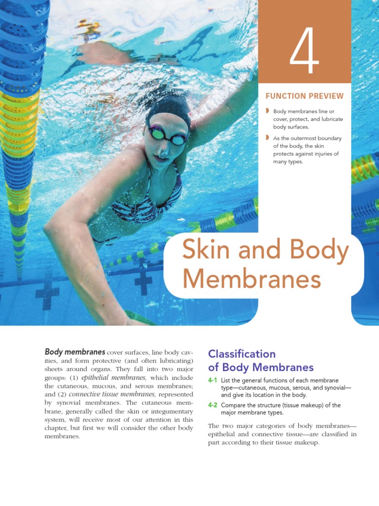 Chapter 4 Skin and Body Membranes | PDF | Skin | Epidermis