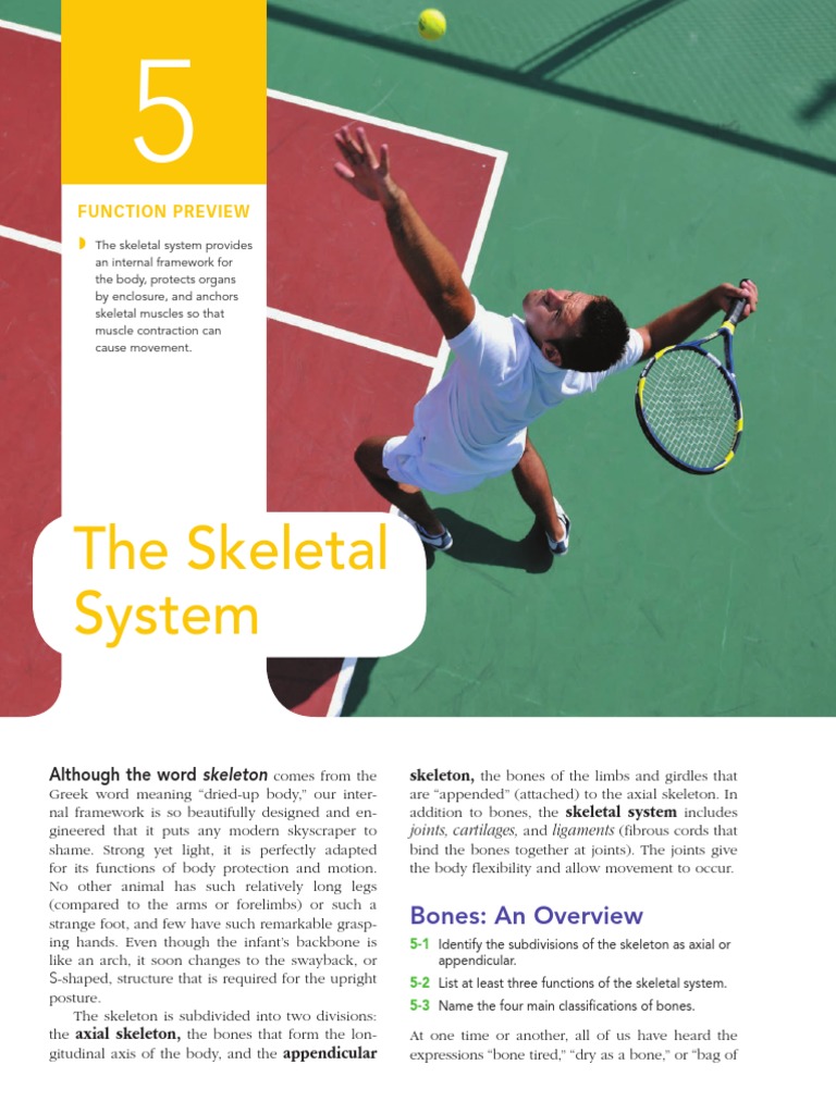 Chapter 5 The Skeletal System | PDF | Bone | Skeleton