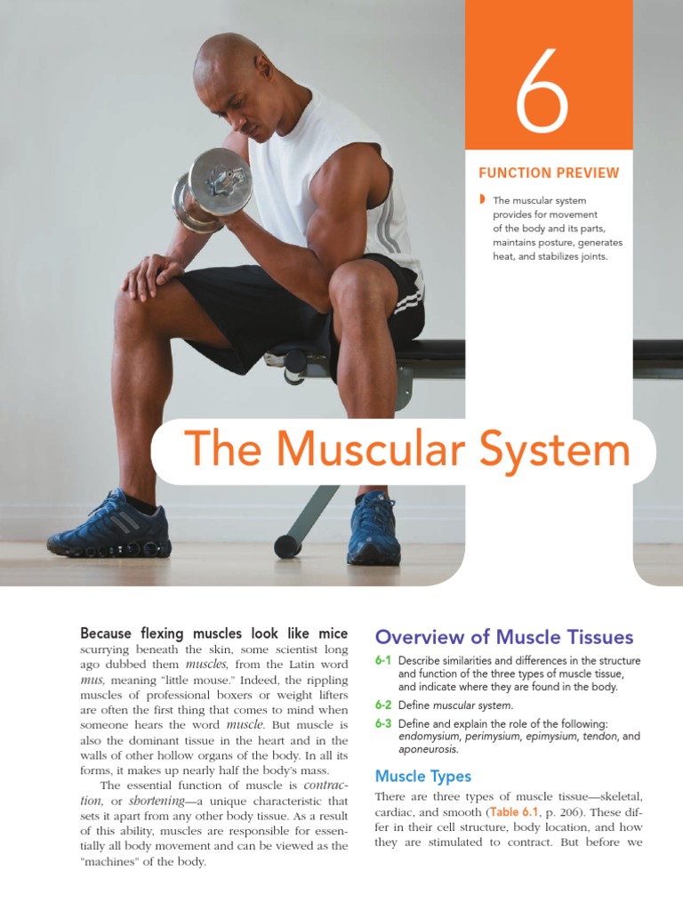 Chapter 6 The Muscular System | PDF | Muscle Contraction | Acetylcholine
