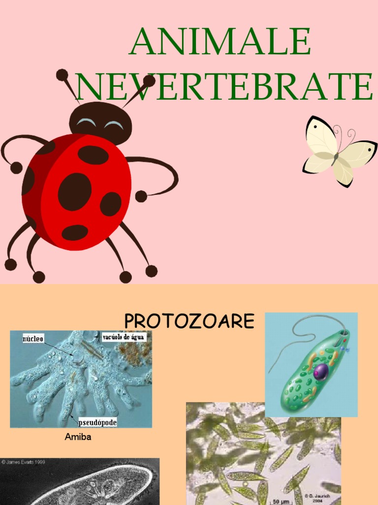 Animale Nevertebrate - Vertebrate | PDF