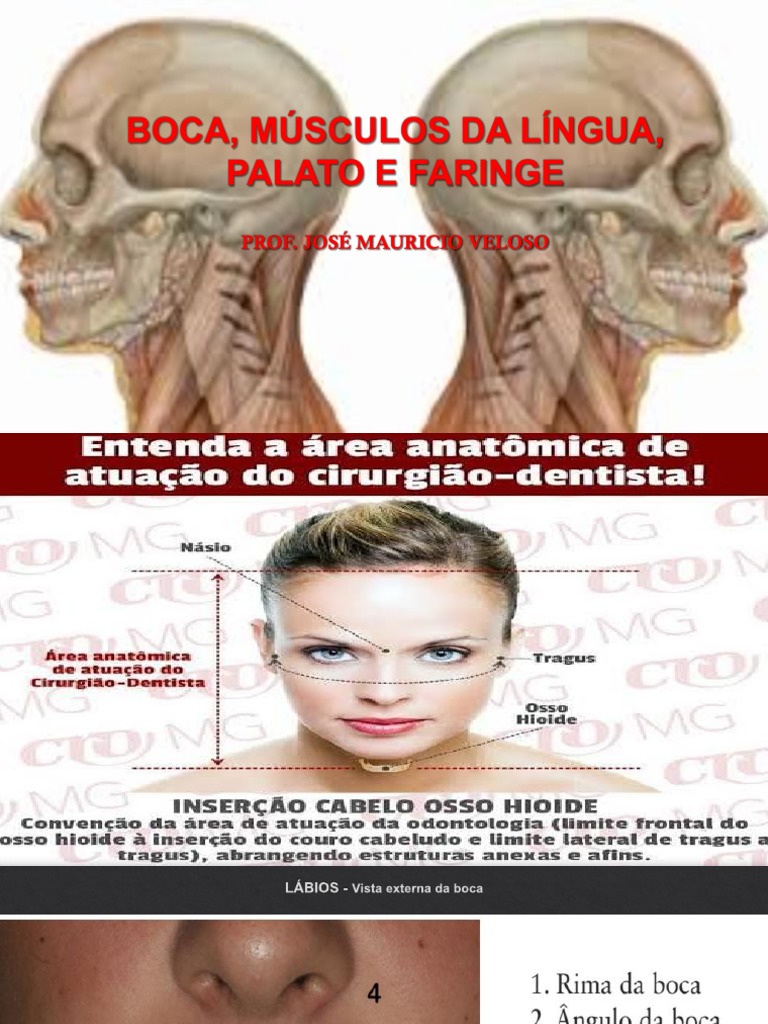Boca, Músculos Da Língua, Palato e Faringe - Atualizado 6 | PDF ...