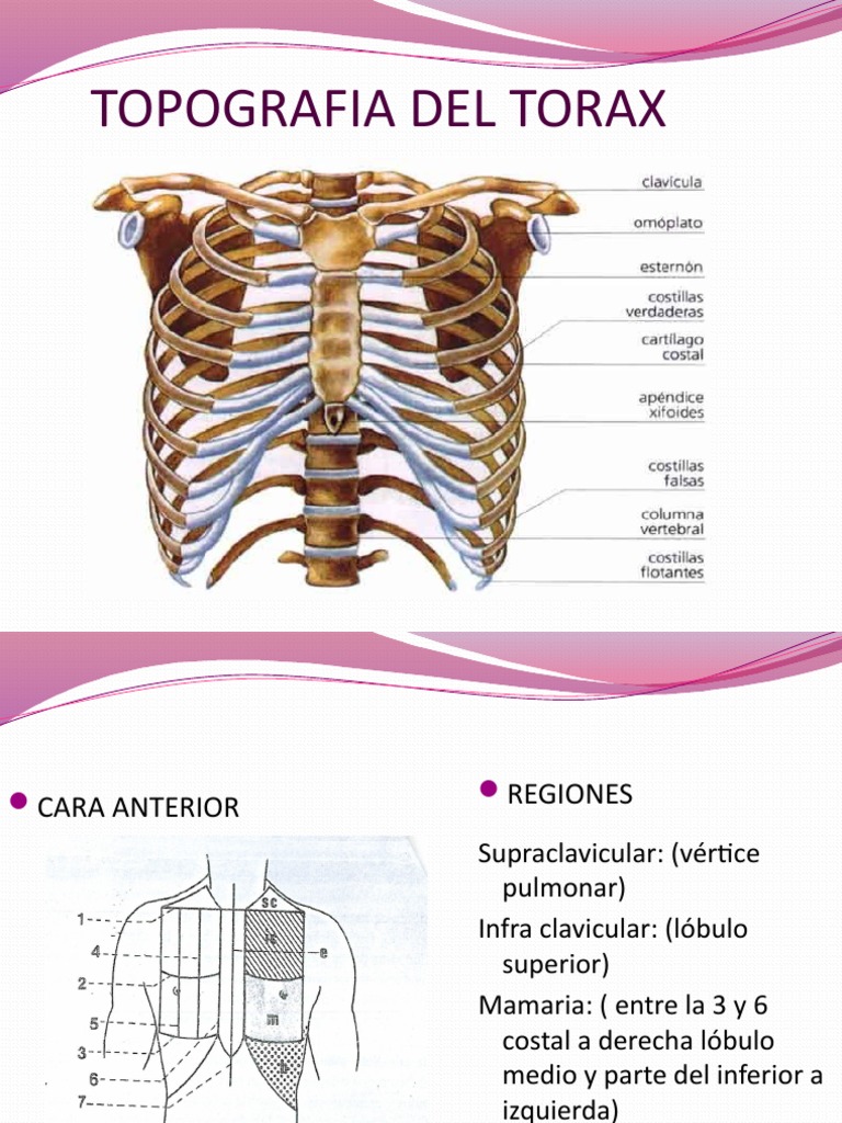 Topografia Del Torax | PDF