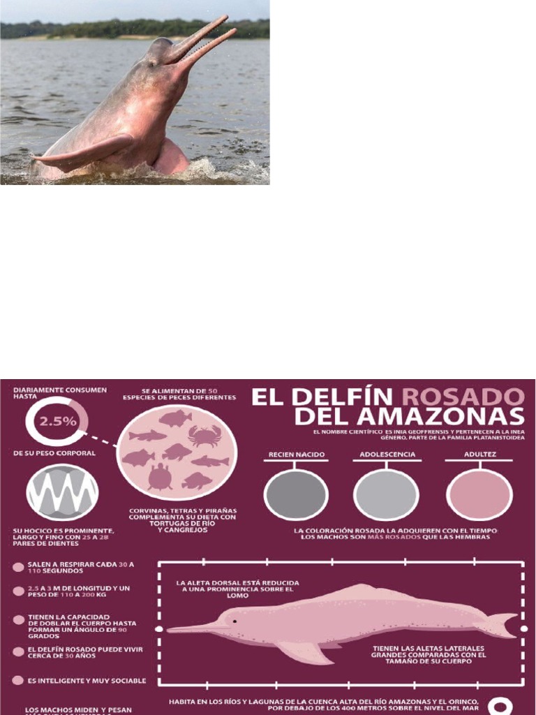 Características del delfín rosado del Amazonas | PDF | Zoología