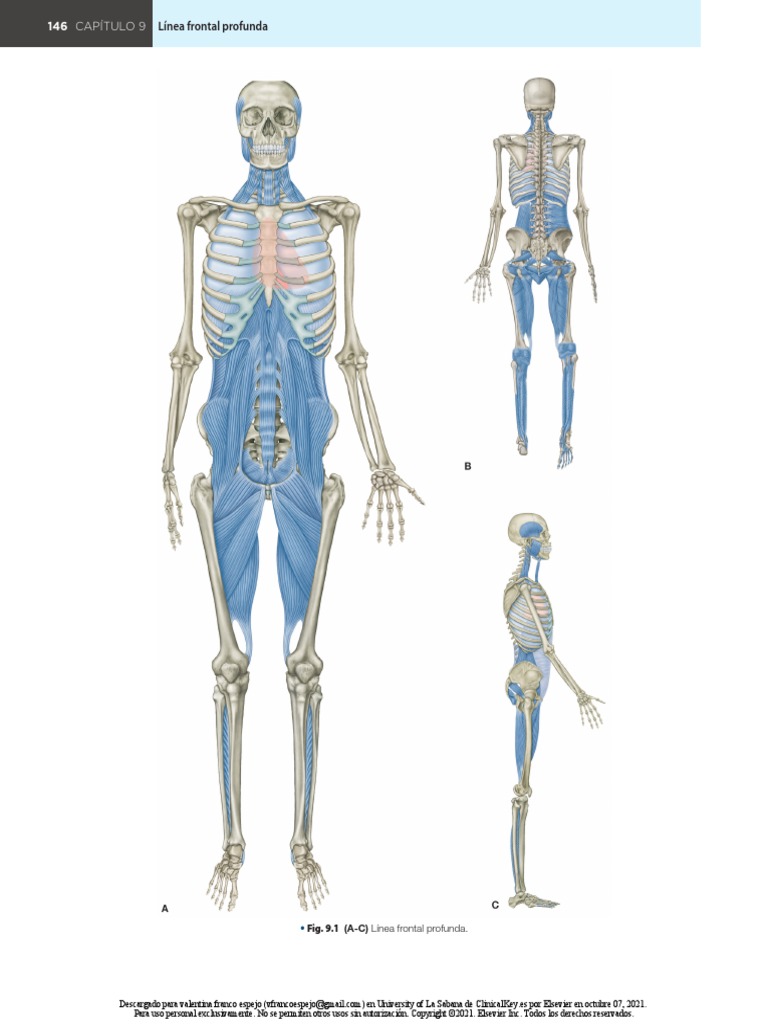 Línea Frontal Profunda | PDF | Pie | Rodilla