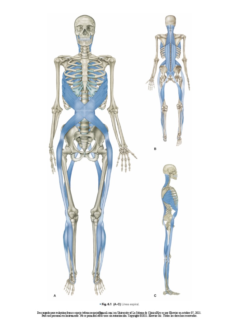 Línea Espiral | PDF | La columna vertebral | Pie