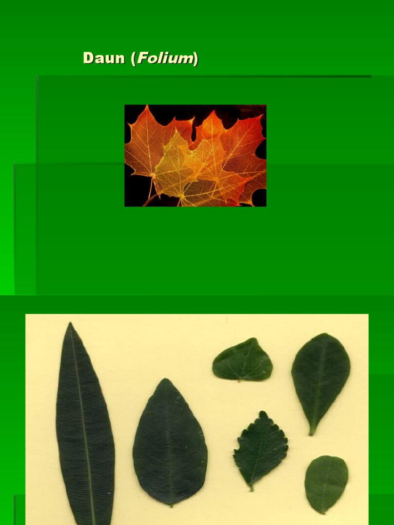Daun | PDF