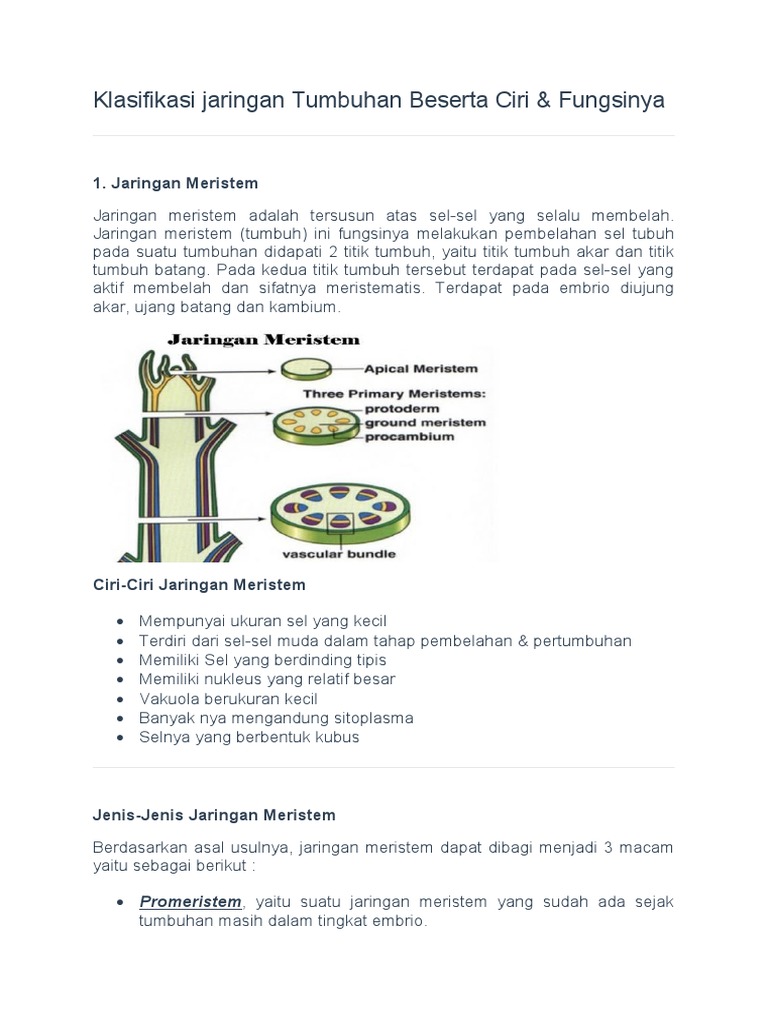 Klasifikasi dan Ciri Jaringan Tumbuhan | PDF | Sains & Matematika