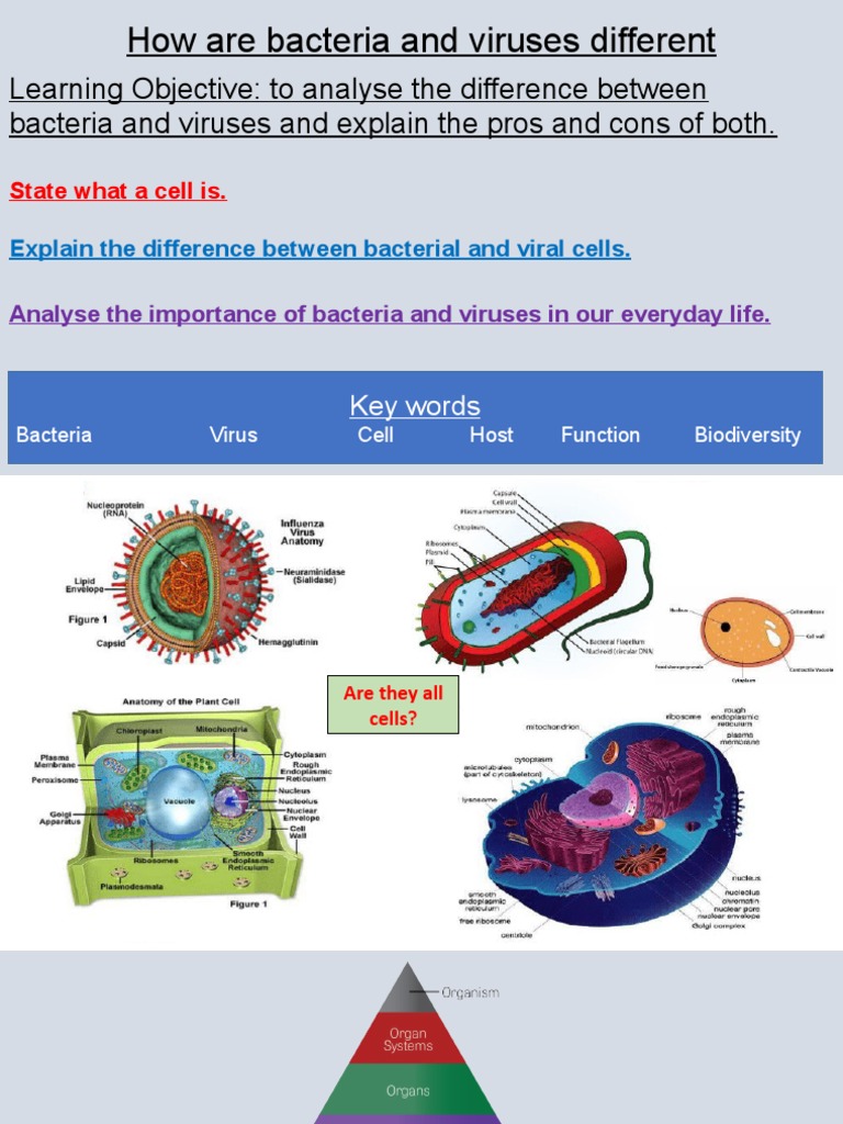 Bacteria Vs Viruses and Diseases | PDF | Cell (Biology) | Virus