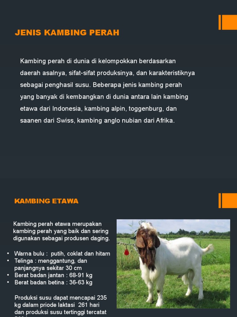 Jenis Kambing Perah | PDF