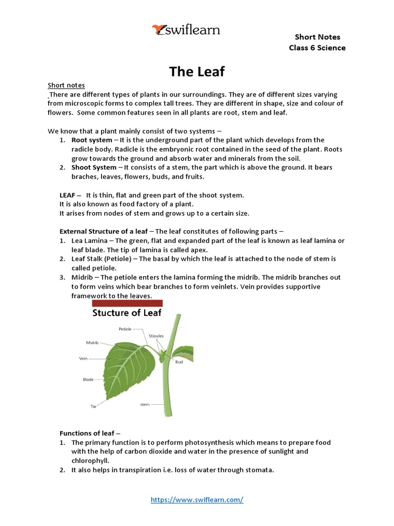 The Leaf: Short Notes Class 6 Science | PDF | Leaf | Plants