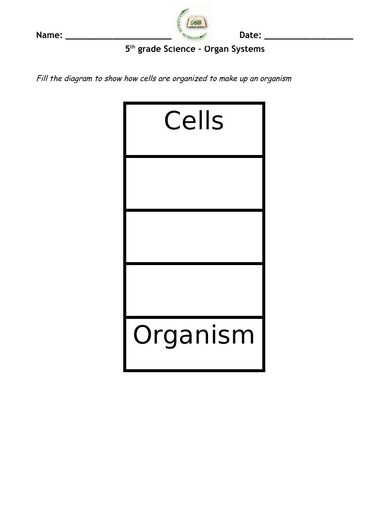 5th Grade Body Systems Test | PDF | Science & Mathematics