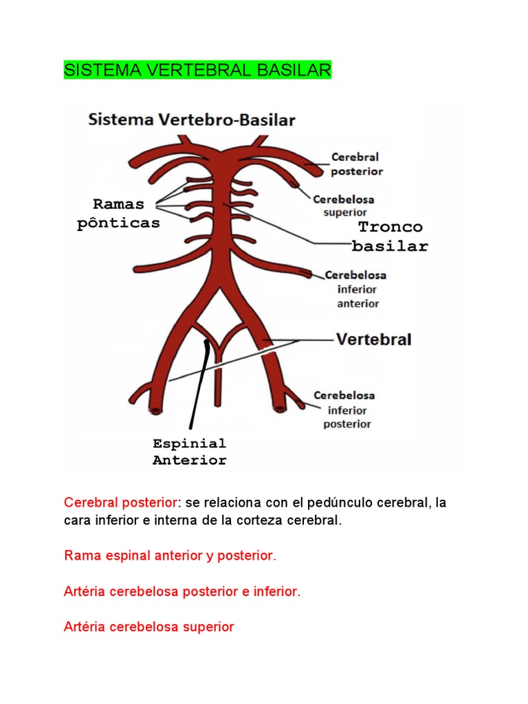 Sistema Vertebral Basilar (SNC) | PDF