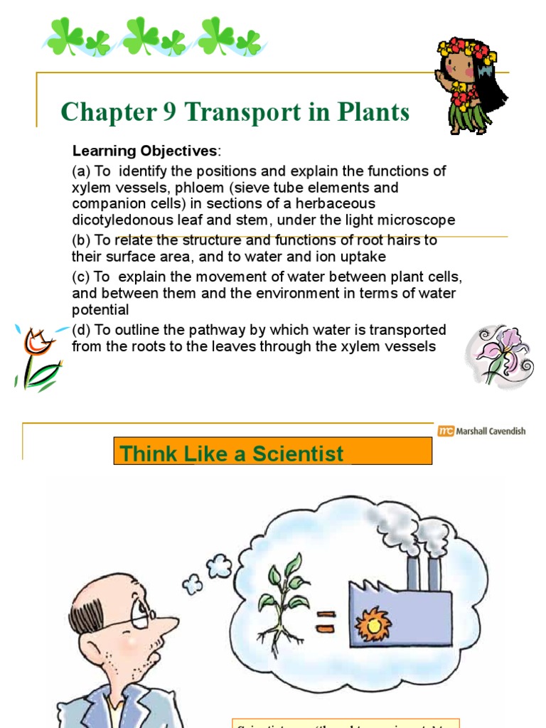Chapter 9 Transport in Plants: Learning Objectives | PDF | Leaf | Stoma