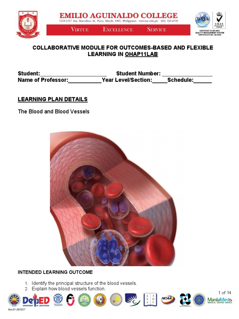 Lab Module Activity - Blood and Blood Vessels | PDF | Blood Vessel | Vein