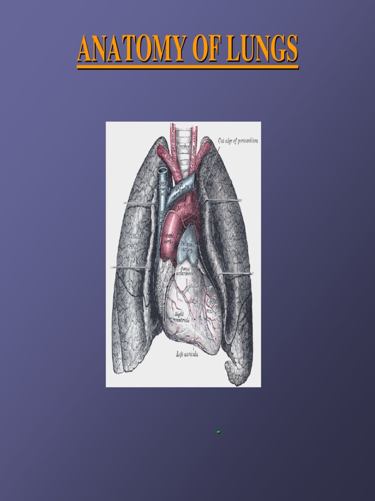 Anatomy of Lung | PDF | Lung | Thorax (Human Anatomy)