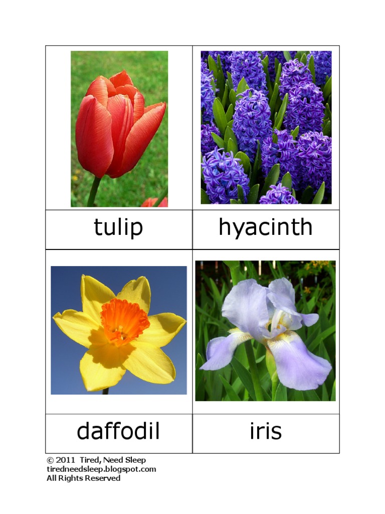 Flowers 3-Part Cards | PDF