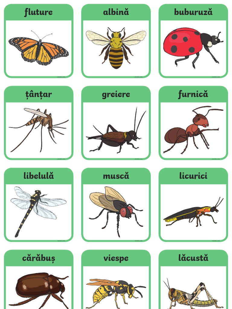 Insecte Jetoane | PDF