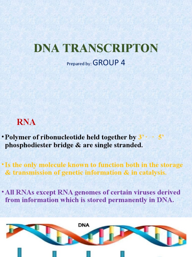 Dna Transcripton | PDF | Rna | Dna