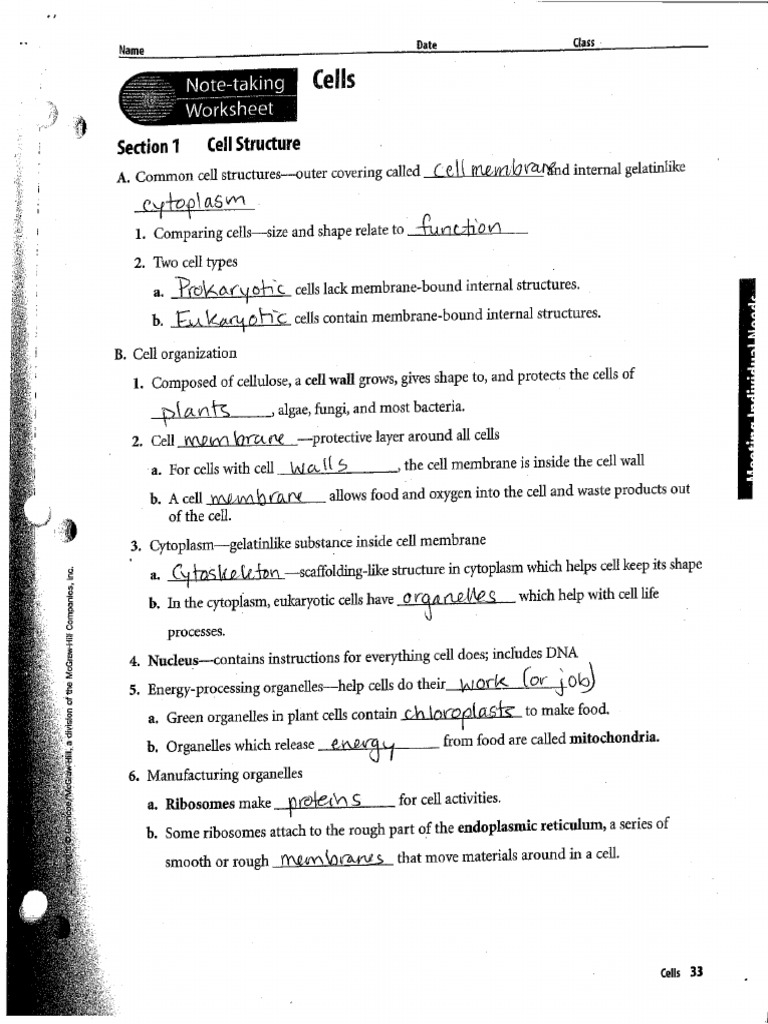 Cells Answer Key | PDF