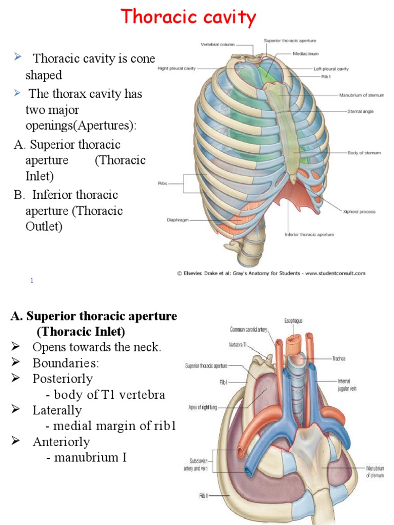 Thoracic Cavity and Aperture Boundaries | PDF | Heart Valve | Heart