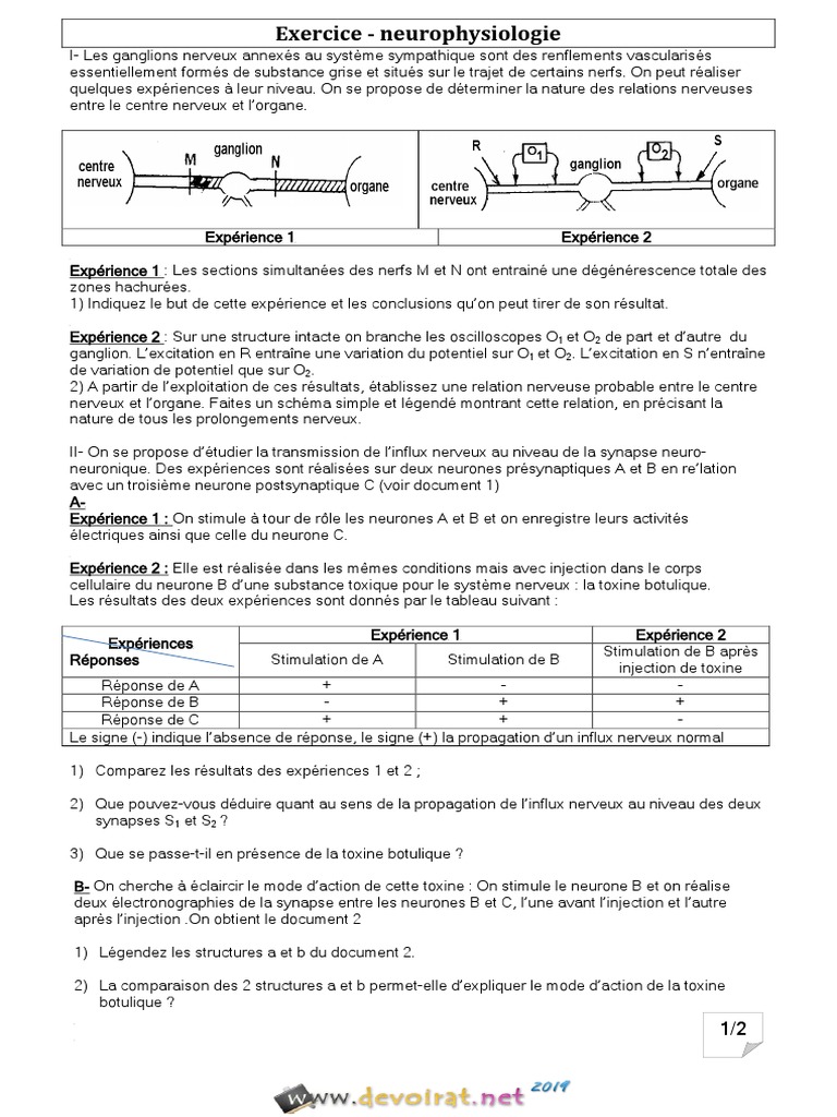 Exercices sur le système nerveux 4ème | PDF | Synapse | Neurone