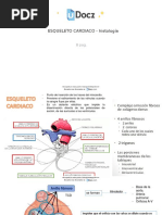 Esqueleto Fibroso del Corazón: Funciones y Estructura | PDF | Corazón ...