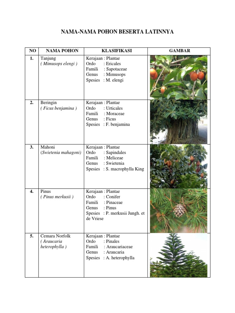 30 Pohon Dan Klasifikasinya | PDF
