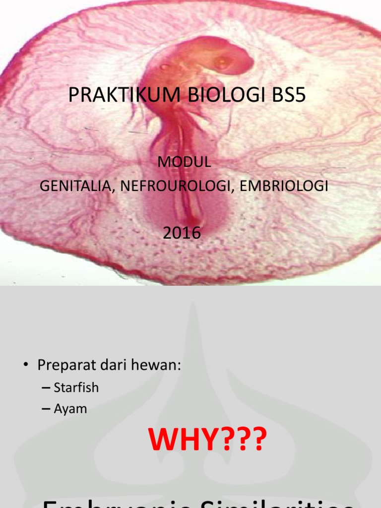 Praktikum Biologi Embriologi | PDF