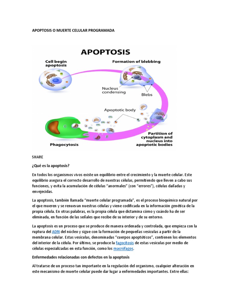 Apoptosis o Muerte Celular Programada | PDF | Apoptosis | Biología Celular)