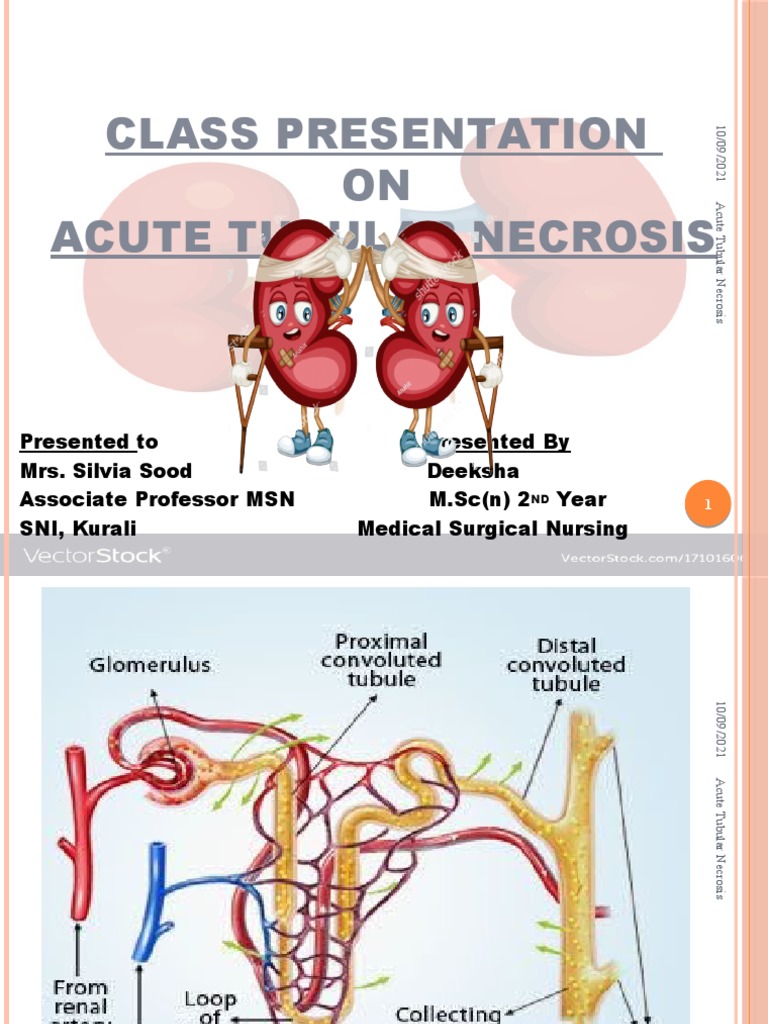 Overview of Acute Tubular Necrosis | PDF | Ischemia | Medicine