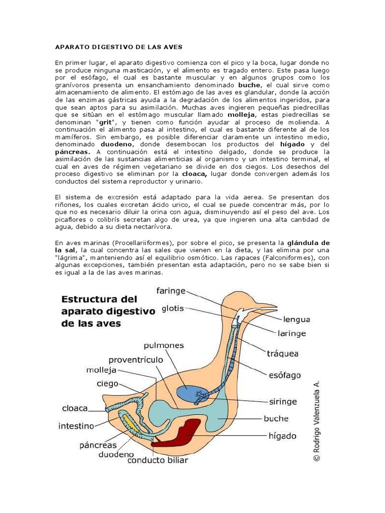 Aparato Digestivo de Las Aves | PDF | Pulmón | Sistema digestivo humano