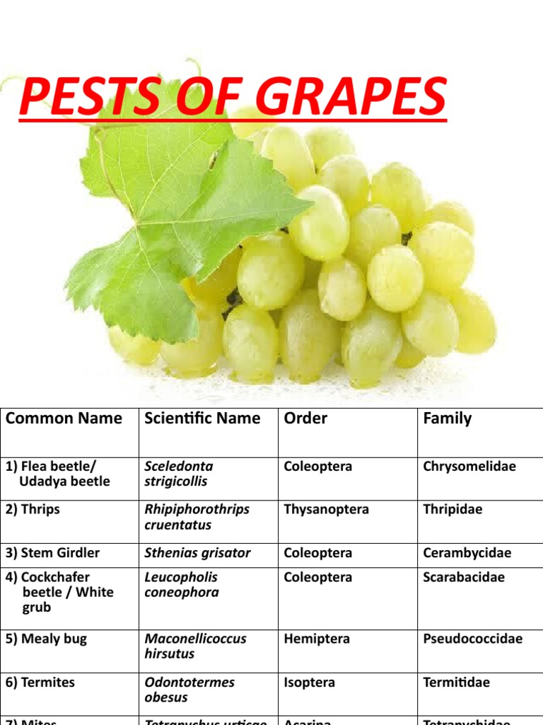 Pests of Grape | PDF | Beetle | Pest (Organism)