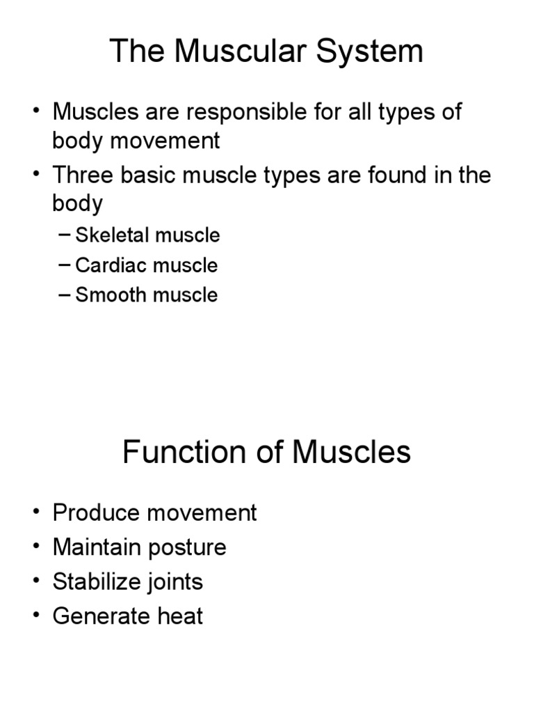 CH 6 Muscular System | PDF | Muscle Contraction | Skeletal Muscle